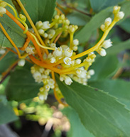 Saskatchewan Conservation Data Centre